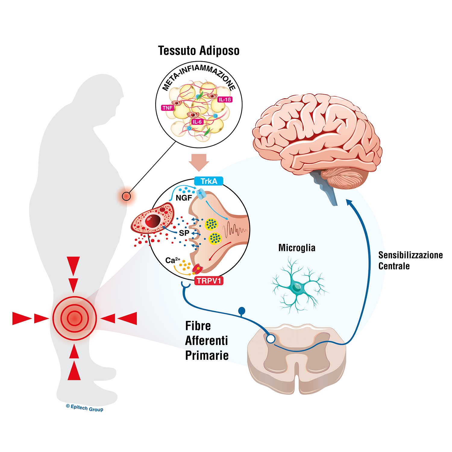 Metabolico – Epitech Group spa